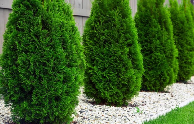 What Is the Best Fertilizer for Evergreen Trees | Homedecordesigner.com